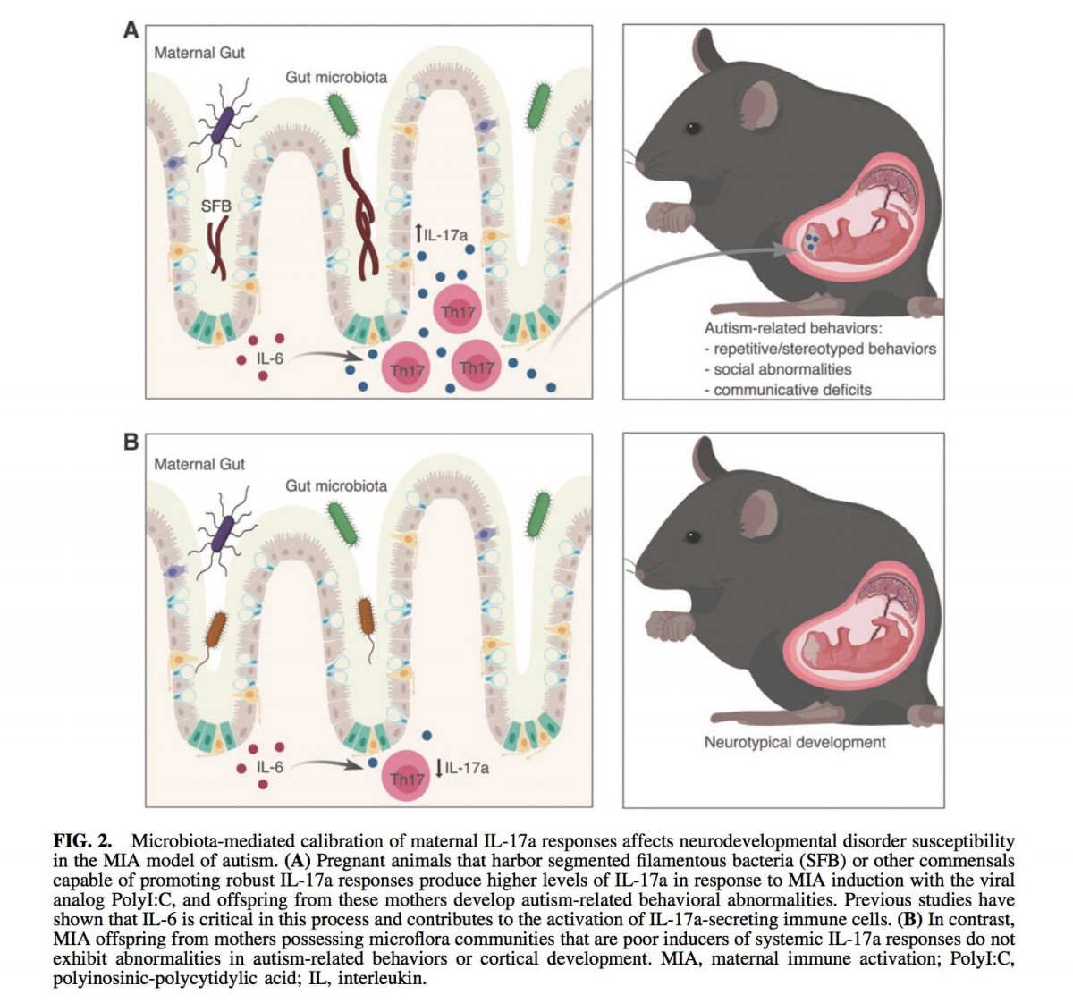 Segmented Filamentous Bacteria (SFB) | The Gut Club